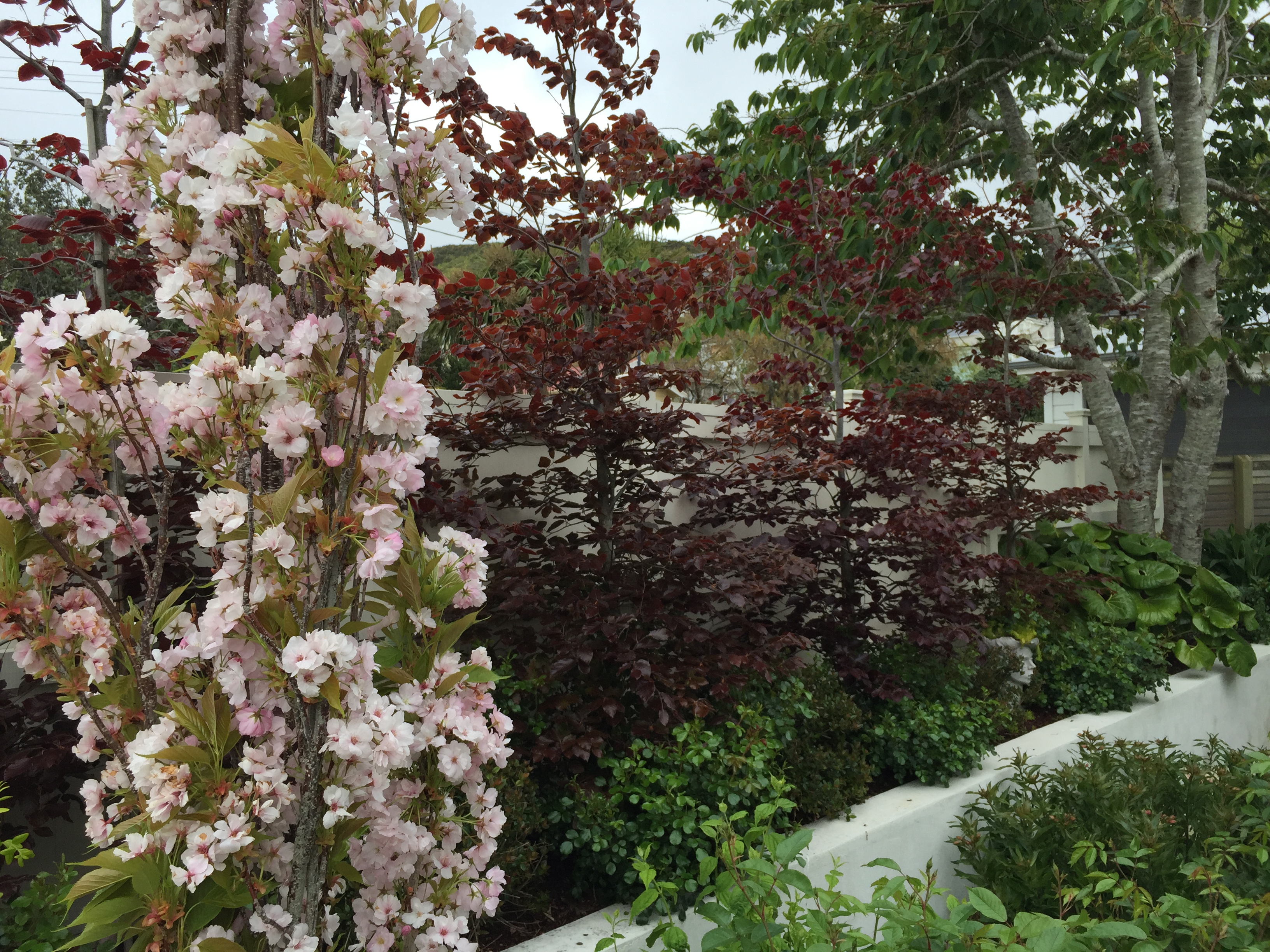 A beautiful family garden with year round seasonal interest | HEDGE