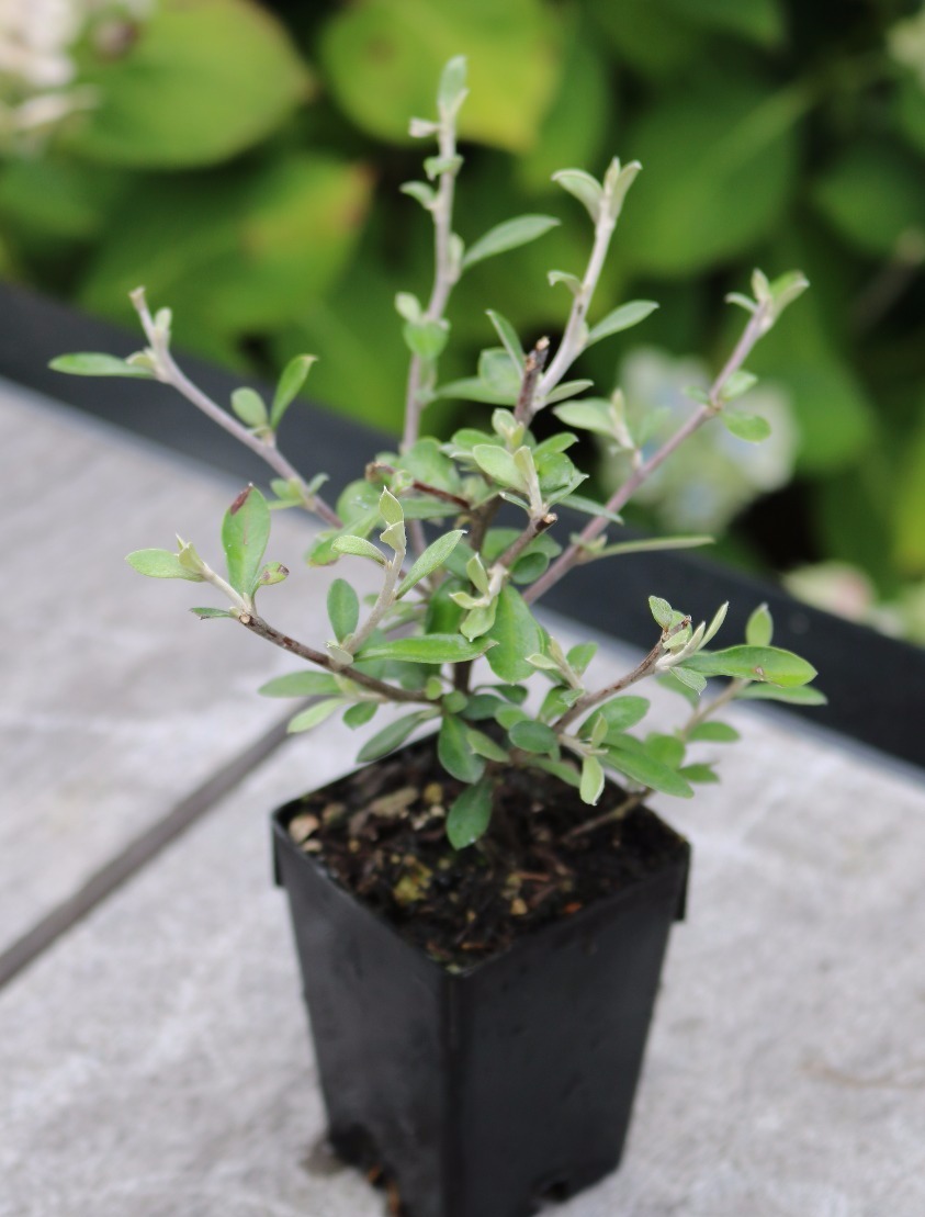 Hedge plants for sale | HEDGE Garden Design & Nursery