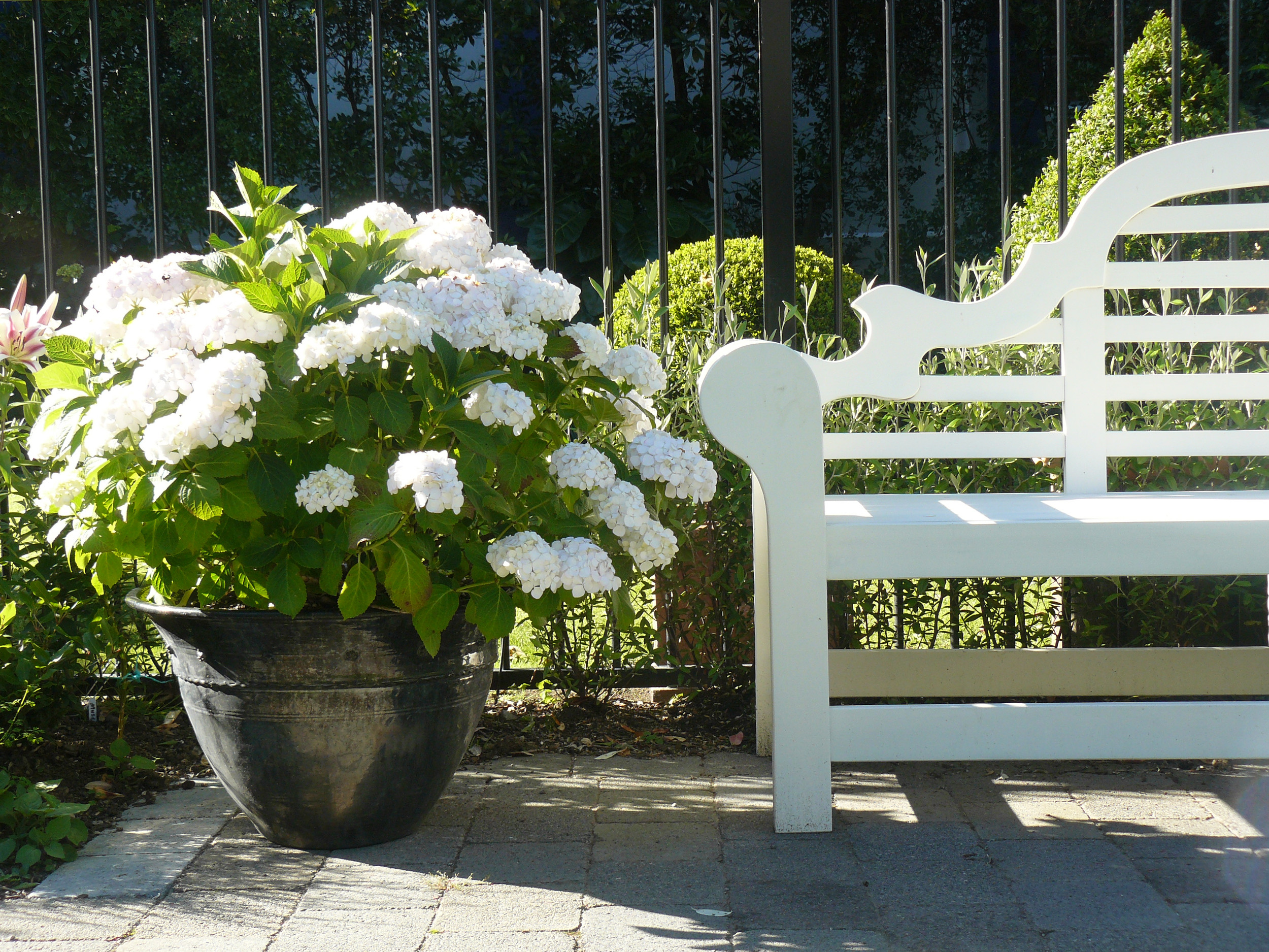 White Hydrangeas | HEDGE Garden Design & Nursery