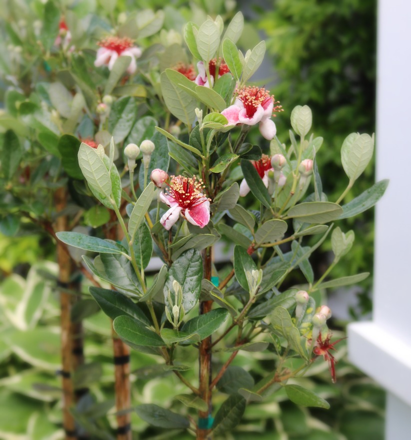 Feijoa Unique | HEDGE Garden Design & Nursery