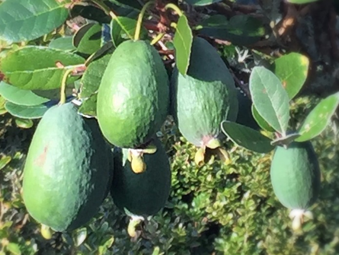 Feijoa Unique | HEDGE Garden Design & Nursery