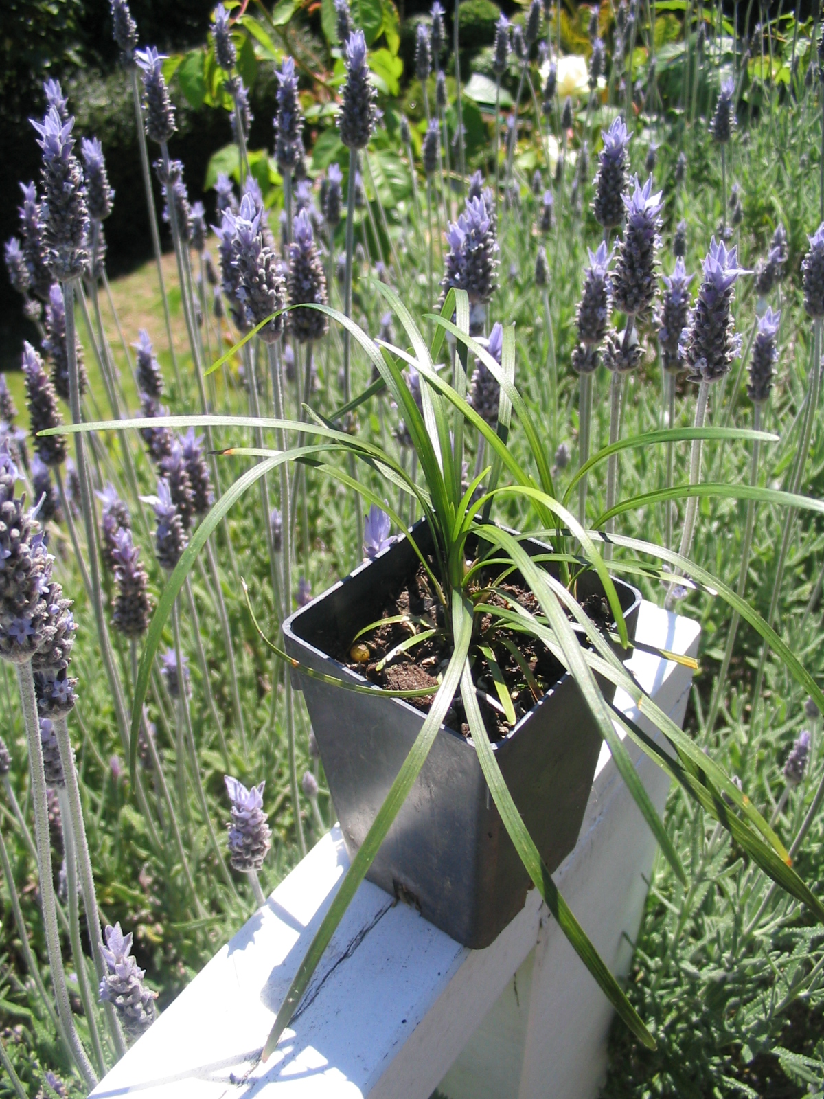 Mondo Grass & Strappy Edging Plant | HEDGE Garden Design & Nursery