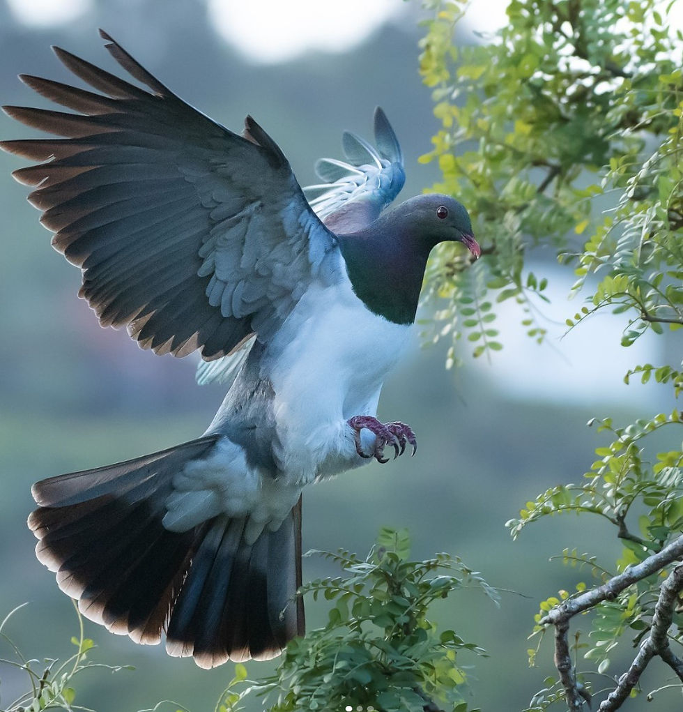How to make bird friendly gardens for our feathered friends | HEDGE ...