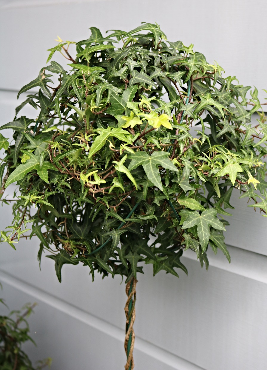 Climbing Ivy Hedera helix | HEDGE Garden Design & Nursery