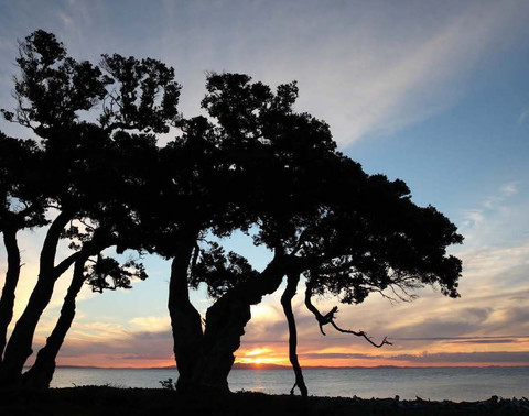 Kaupapa | Ngāti Manuhiri Settlement Trust | About The Commission