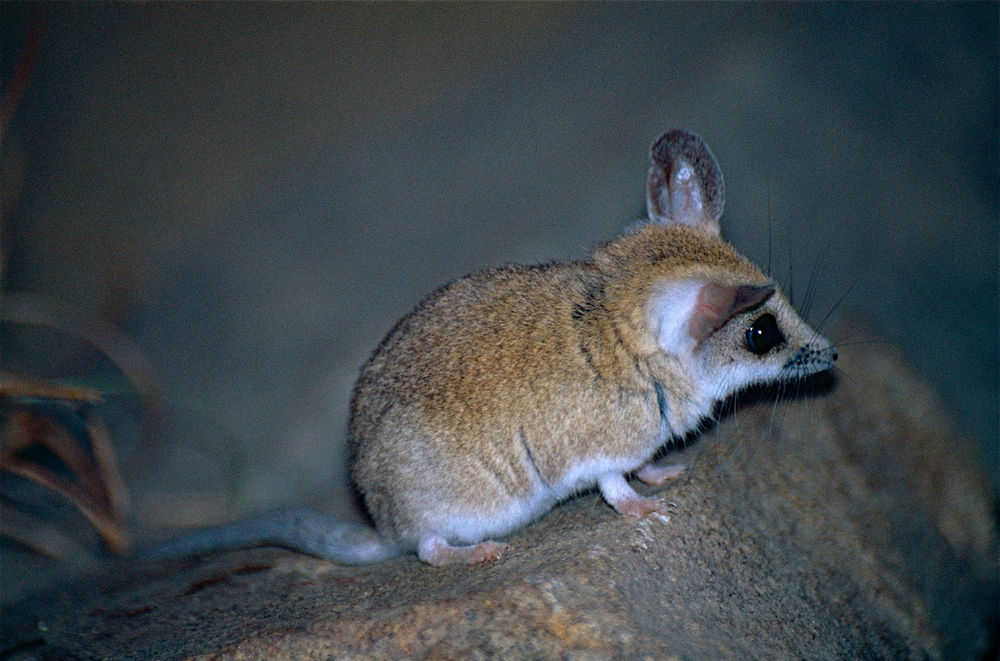 Tail of a dunnart
