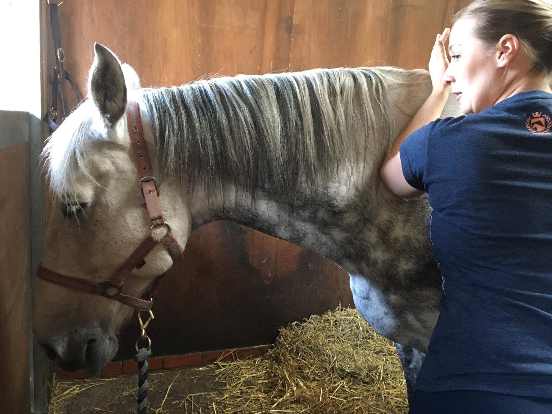 Massage and Myofascial Release for horses I HAC Therapies I UK