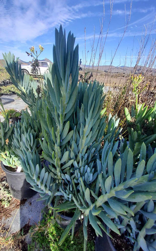 Senecio ficoides- Skyscraper Senecio | Steve Super Gardens