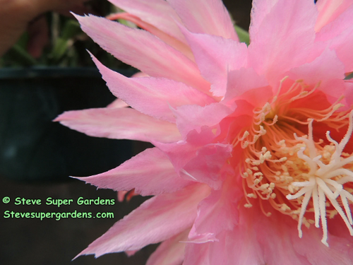 Epiphyllum 'Pink Plumes' | Steve Super Gardens