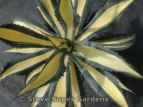 Agave americana medio-picta ('Aurea')gold midstripe | Steve Super Gardens