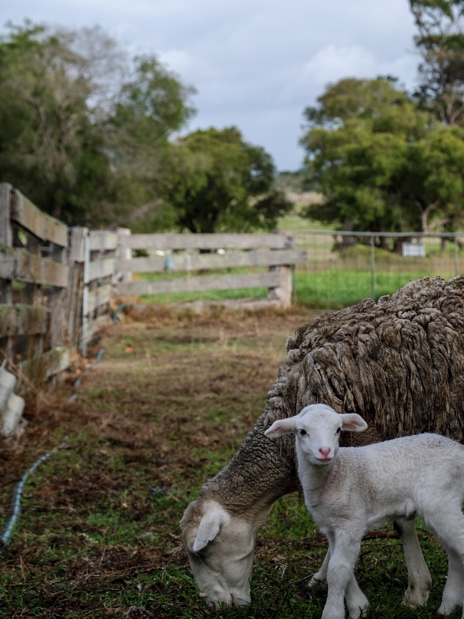 Our Farm - Denmark, WA Animal Farm | William Bay Cottages