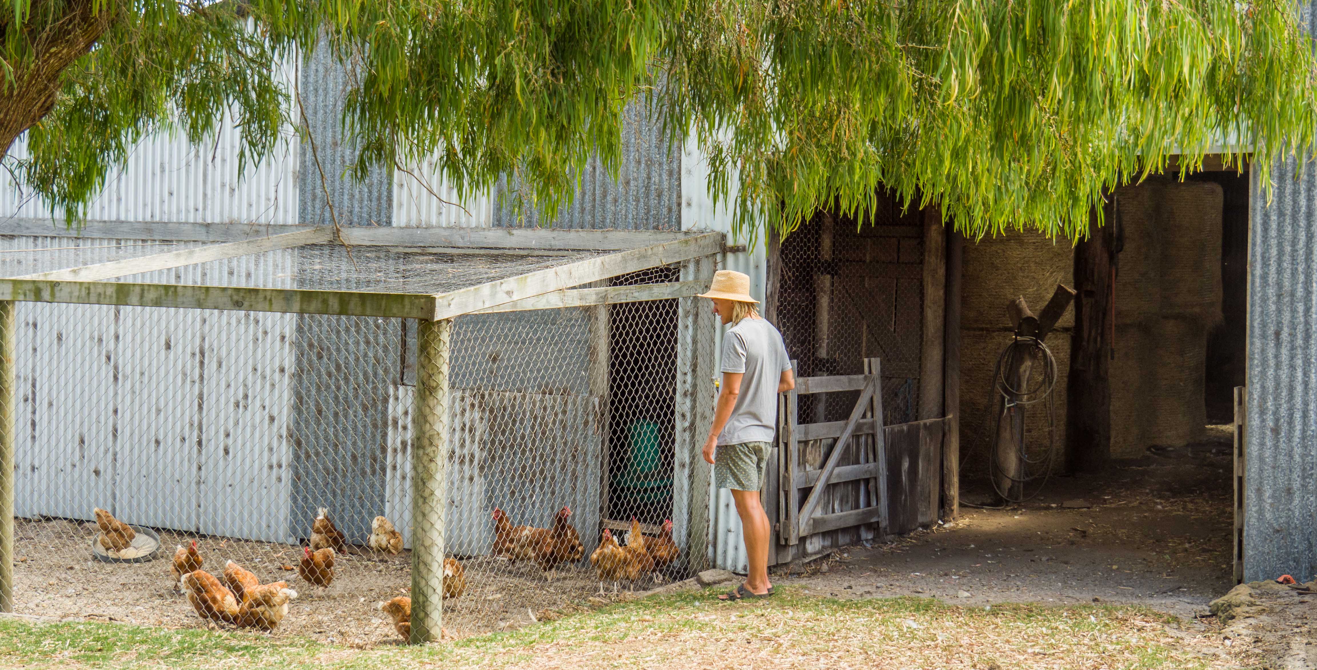Our Farm - Denmark, WA Animal Farm | William Bay Cottages