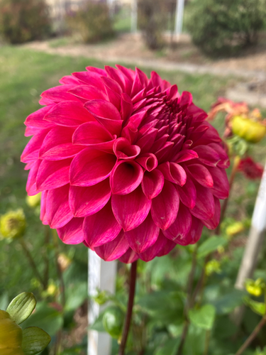 Formby Rocket | Winterbrook Flowers