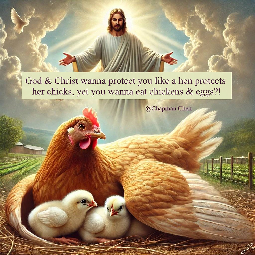 God and Christ Want to Protect You Like a Hen Protects Her Chicks, Yet ...