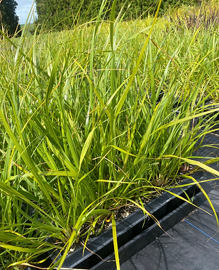 NZ Natives | Grow Native NZ