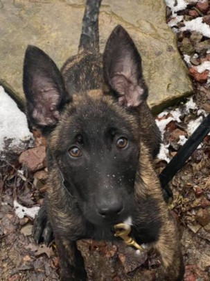 FCI Dutch Shepherd Puppy Deposit | OSS Dutch Shepherds