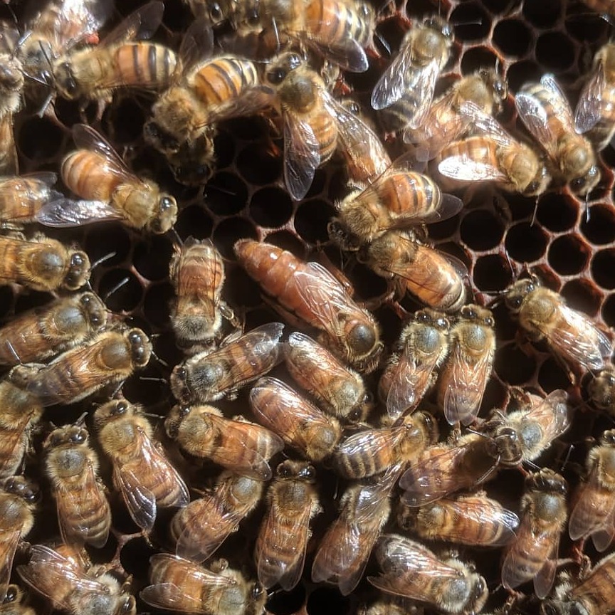 Meet BICWAs evokeAG 2024 participant: Red Earth Pollen