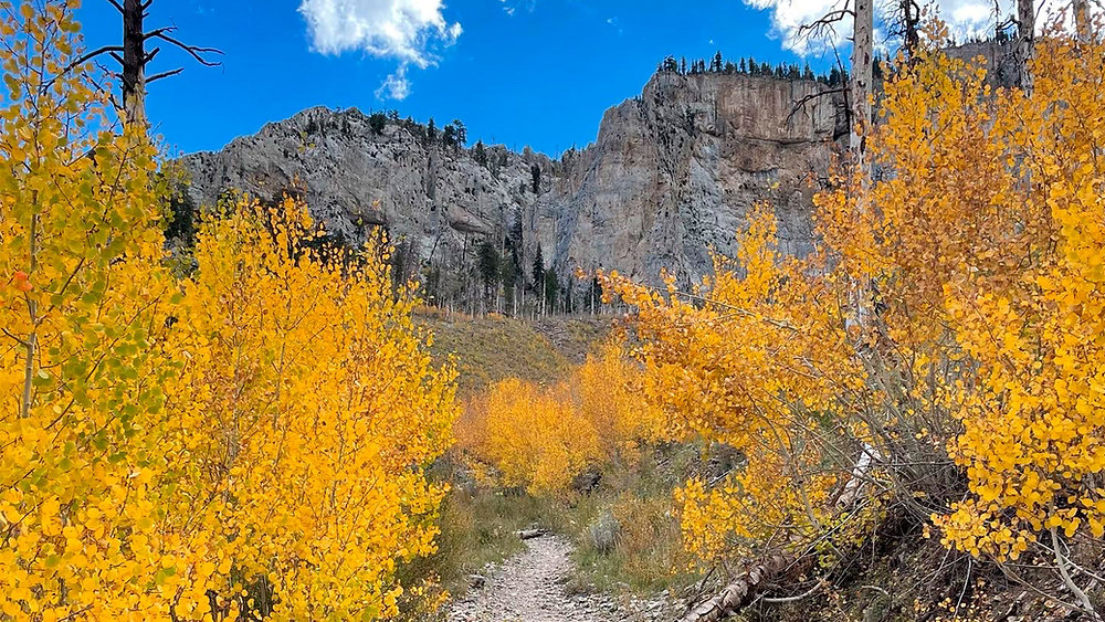 Fall Palettes in South Loop