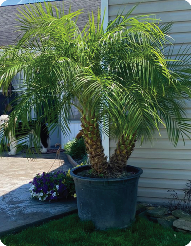 5.5' Pygmy Date Palm | Oasis Palms