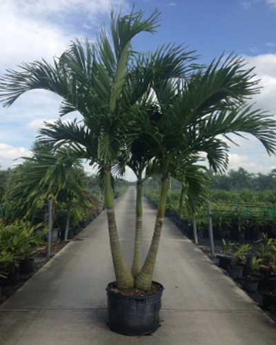 15' Christmas Palm - Triple Trunk | Oasis Palms