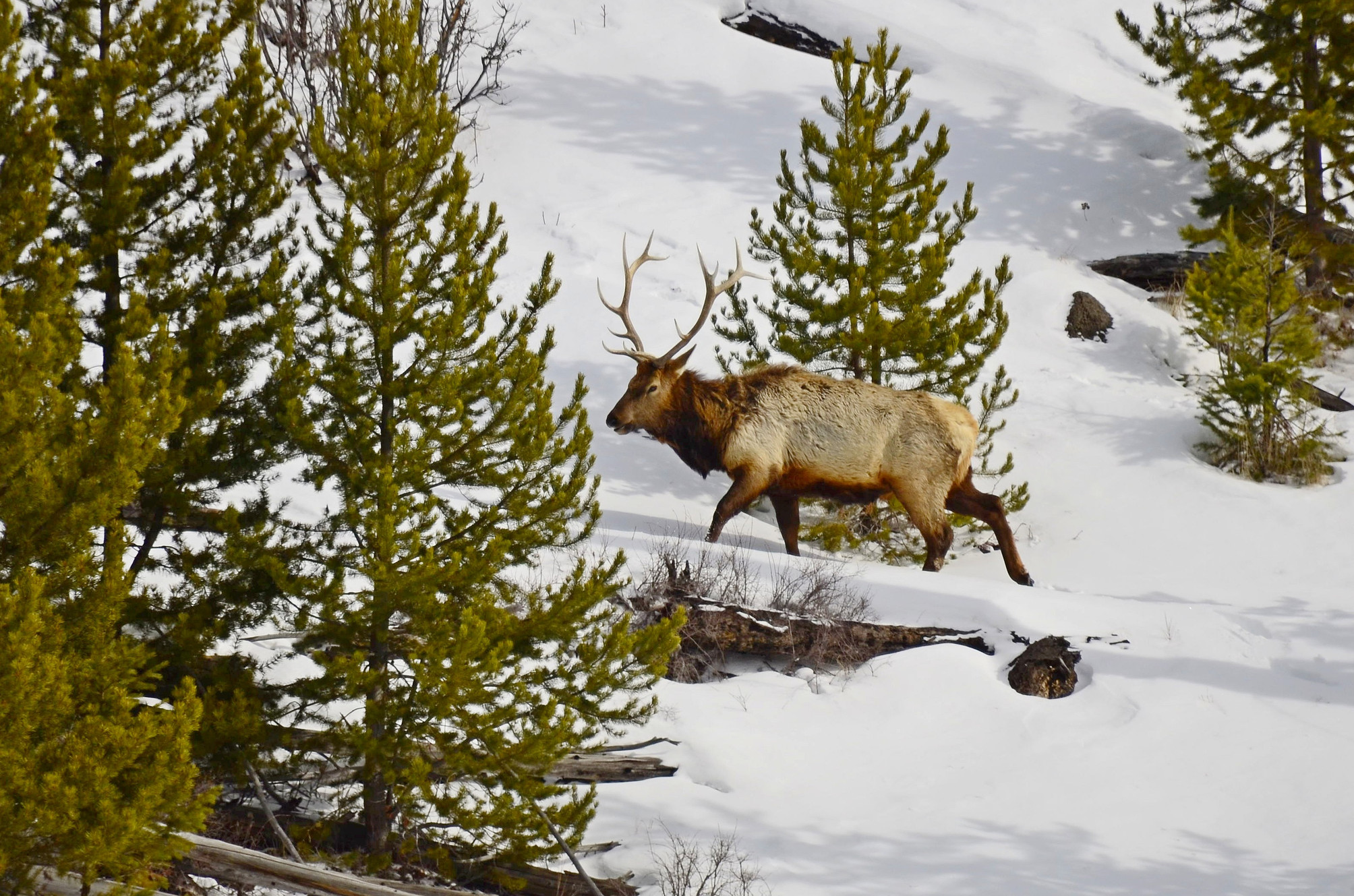 Weekly Events | FBC West Yellowstone