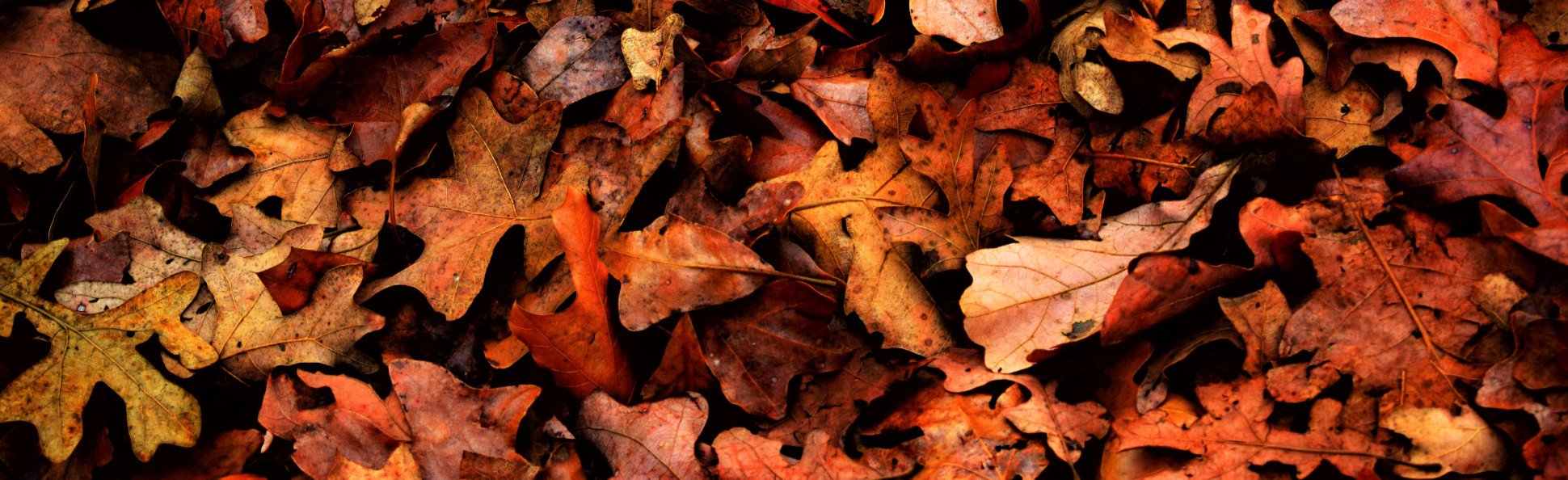 Element Retreats | All Things Vedic