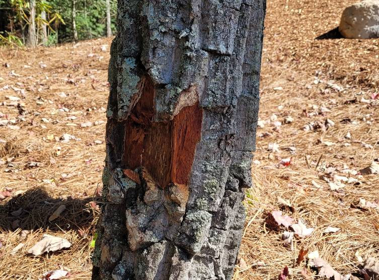 How do you fix tree damage?