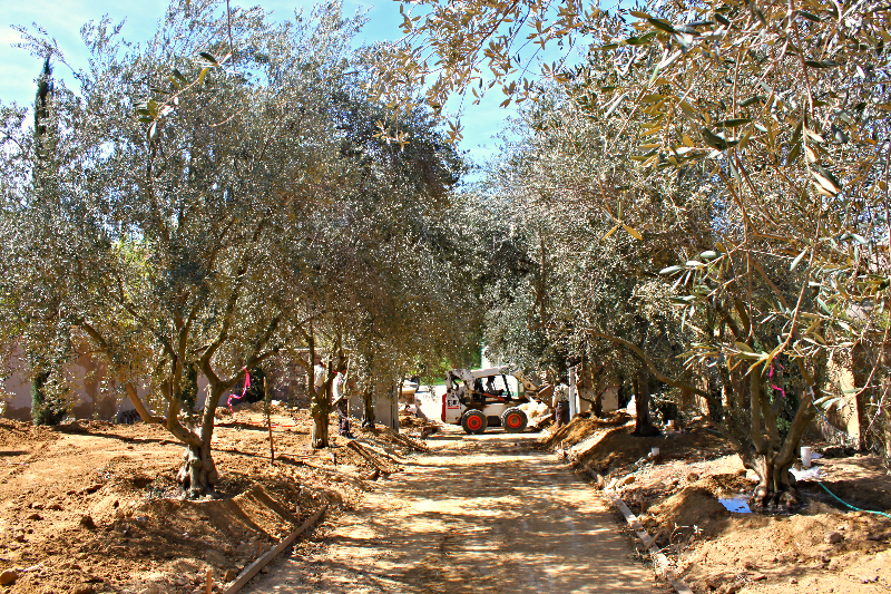 Big Olive Trees