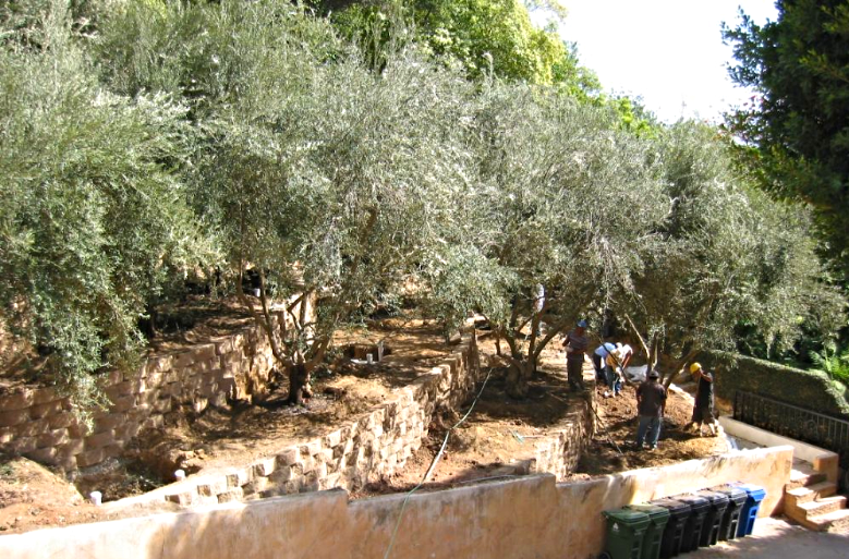 Big Olive Trees
