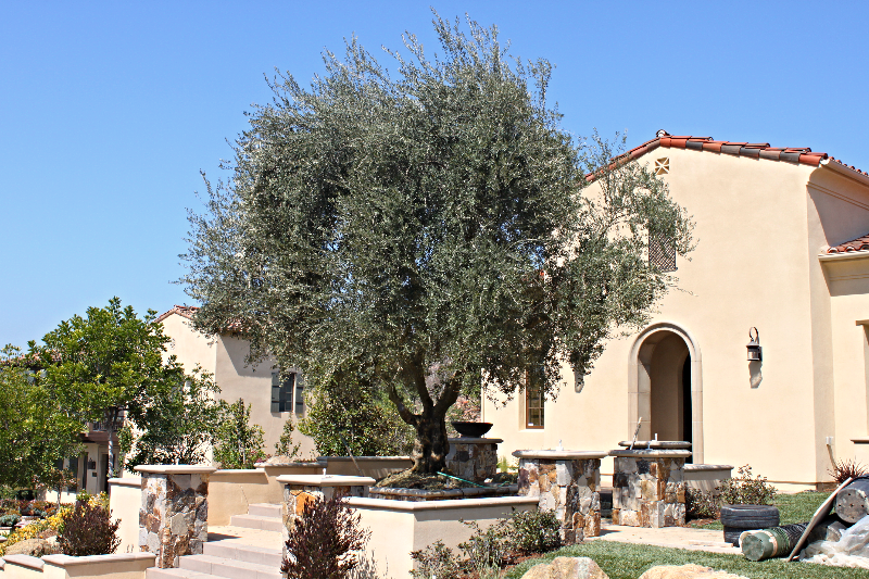 Big Olive Trees