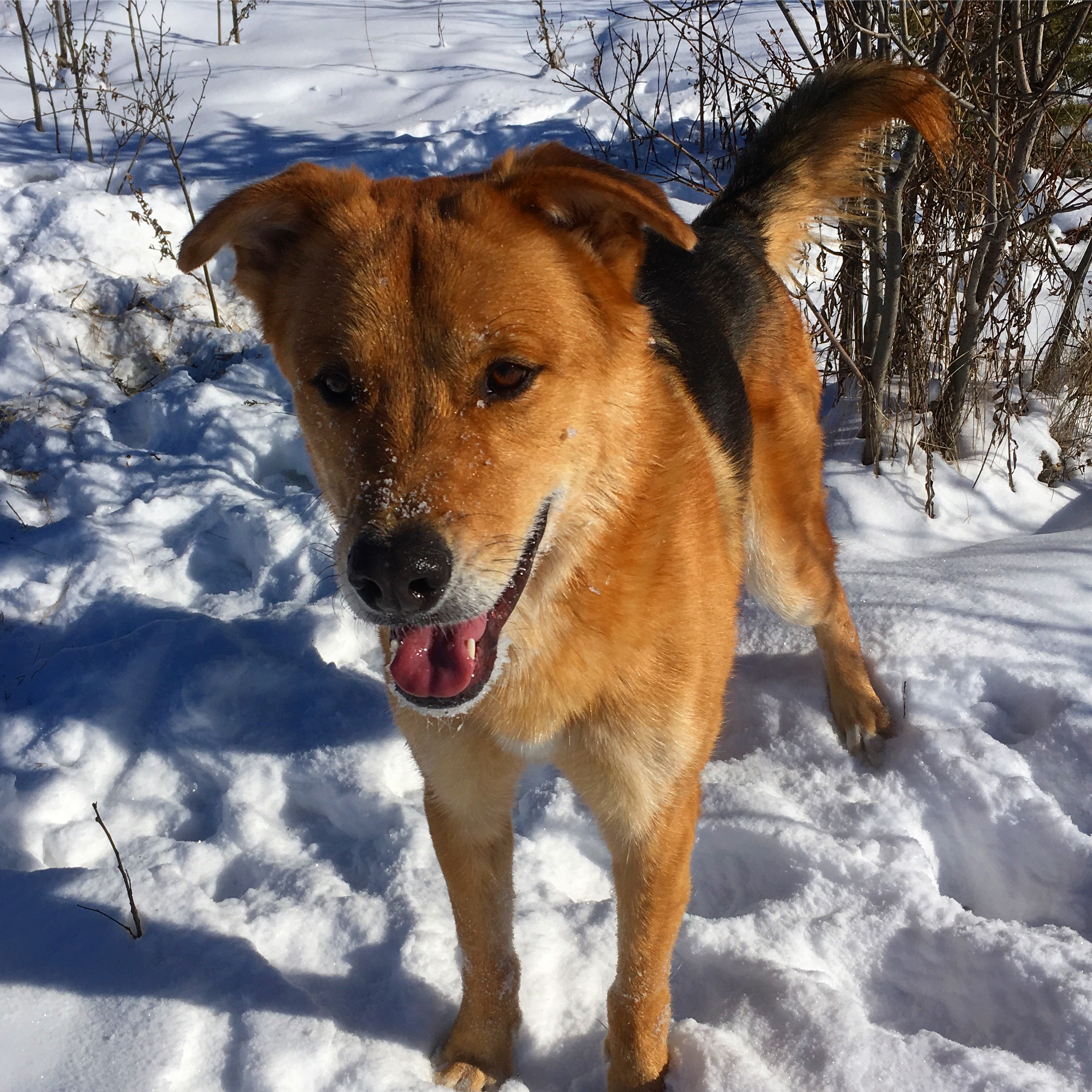 Beta Dog Training | Edmonton Dog Training