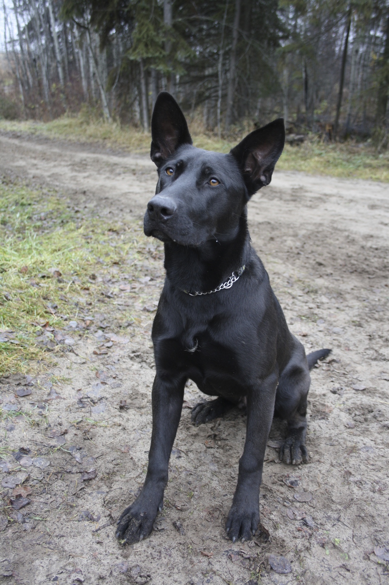 Beta Dog Training | Edmonton Dog Training