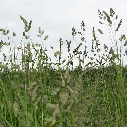 AHW3 BEETLE BANK (8 KG PER ACRE) (AB3) | Forage Seeds