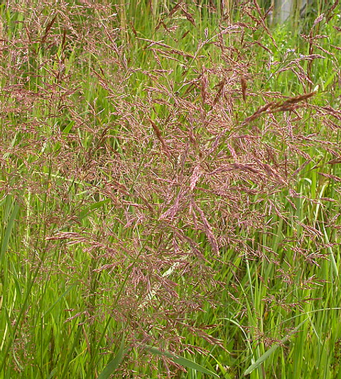 agrostis stolonifera seed