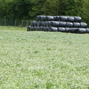 MULTI STRIKE GRASS SEED MIX (ACRE PACK) | forage seeds