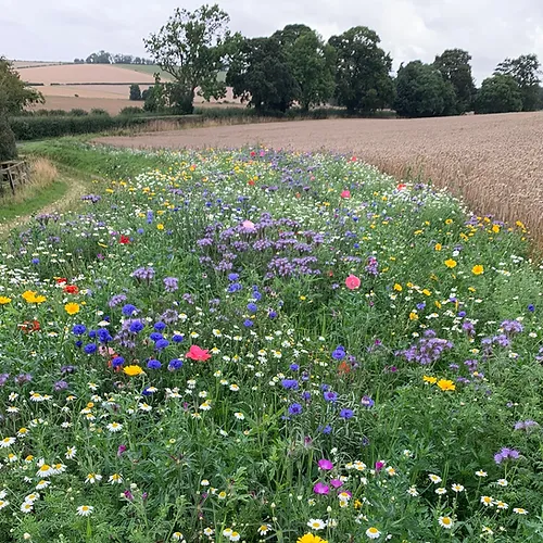 IPM2 / AB8 Flower Rich Margins Seed (Acre Pack) (SFI) | Forage Seeds