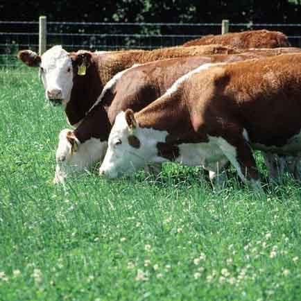 LONG TERM CUT & GRAZE WITH CLOVER (ACRE PACK) | FORAGE SEEDS