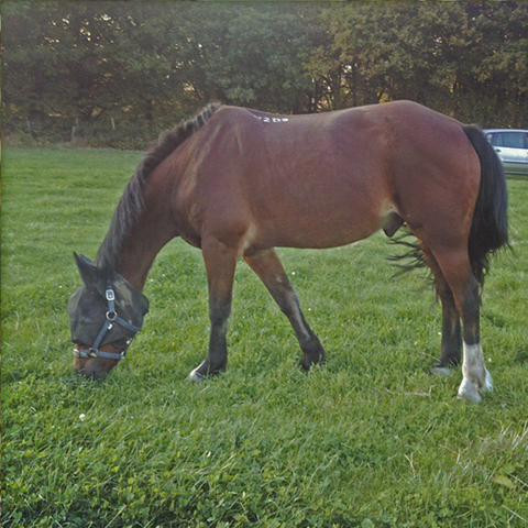 EQUIGRAZE - HORSE / PONY / EQUINE PADDOCK GRASS SEED MIX | FORAGE SEEDS