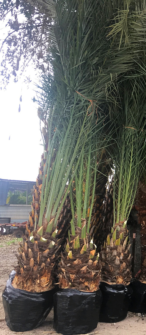 PHOENIX DACTYLIFERA | AdamsGardensNursery