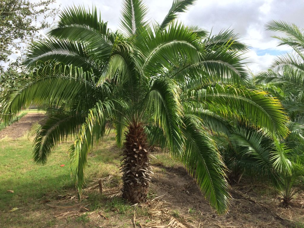 PHOENIX RUPICOLA | AdamsGardensNursery