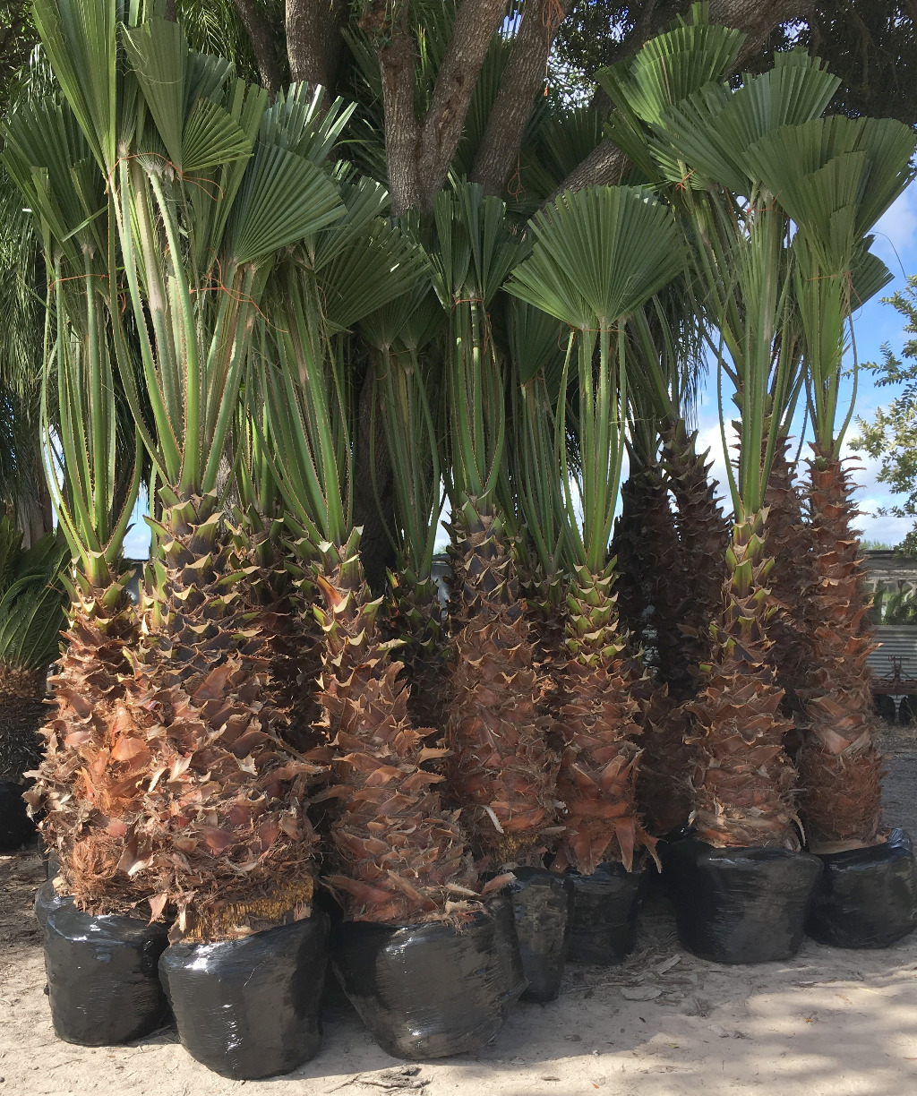 WASHINGTONIA ROBUSTA | AdamsGardensNursery
