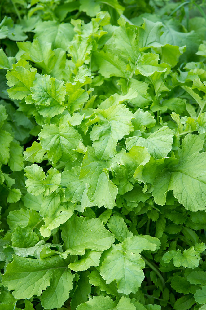 What does the FDA think is a “reasonably foreseeable hazard” in produce ...