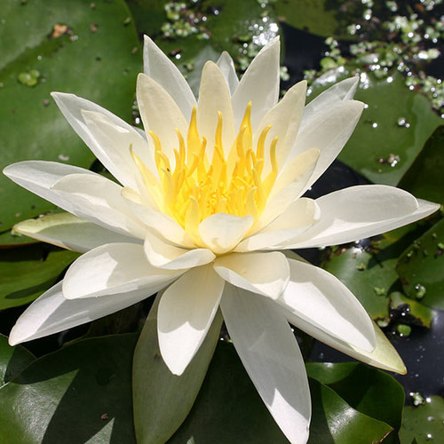 Virginia White Winter Hardy Water Lily | Azwatergardenoasis