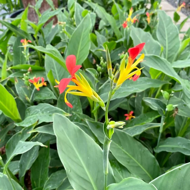 Canna Indica (Purpurea) Canna Lily | Azwatergardenoasis