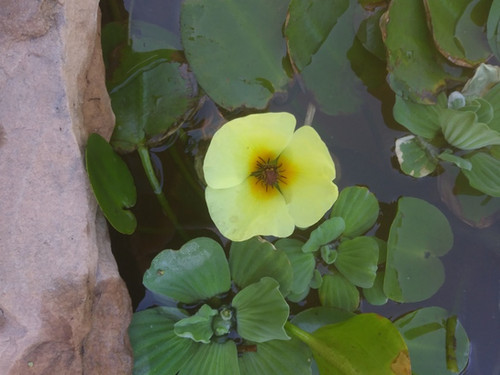Water Poppy - Pond & Aquarium Plant | Azwatergardenoasis