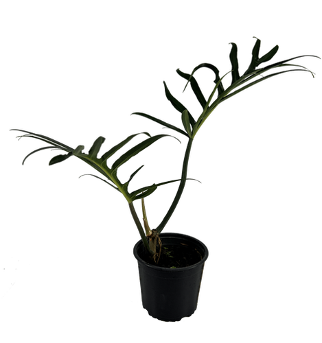 Philodendron Tortum Giant, Tortum Mature Indoor Green House Plant ...