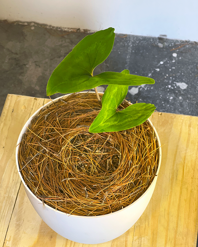 Ulearum Donburnsii | Leal Plants