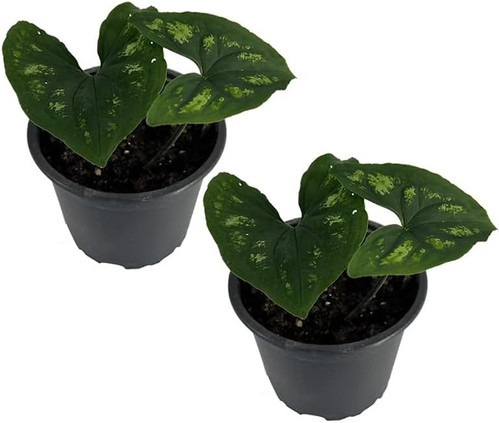 Ulearum Donburnsii pack of 2 Live Green Plant | Leal Plants