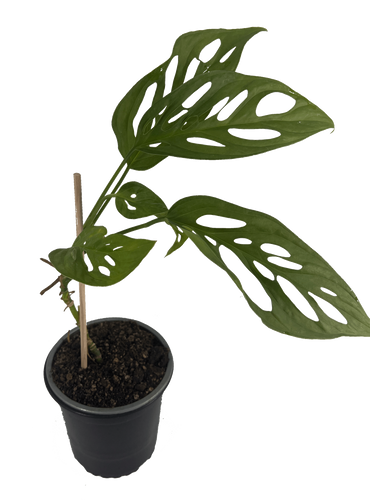 Monstera Calacali Norte | Leal Plants