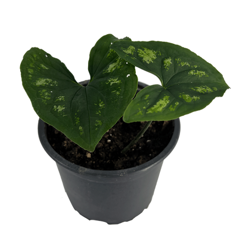 Ulearum Donburnsii | Leal Plants